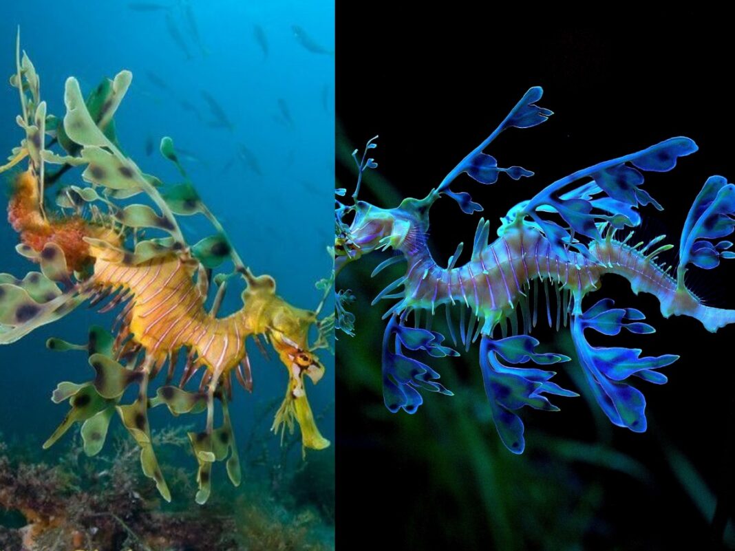 These Eight Unique Creatures Will Leave You Astonishing: Must See
