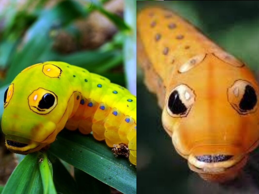 These Eight Unique Creatures Will Leave You Astonishing: Must See