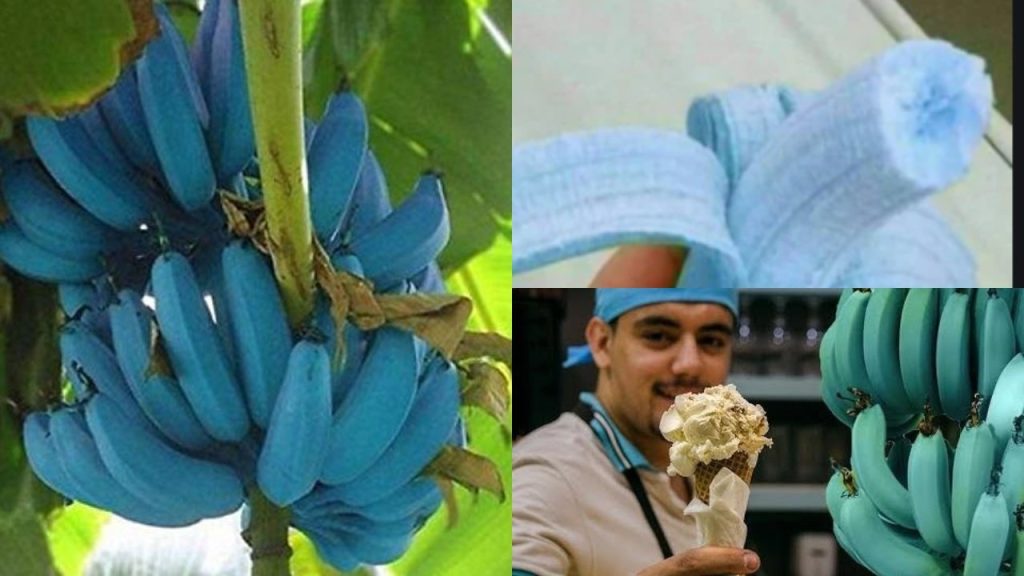 If You Haven't Heard Of Blue Bananas Yet: Then Check This Out