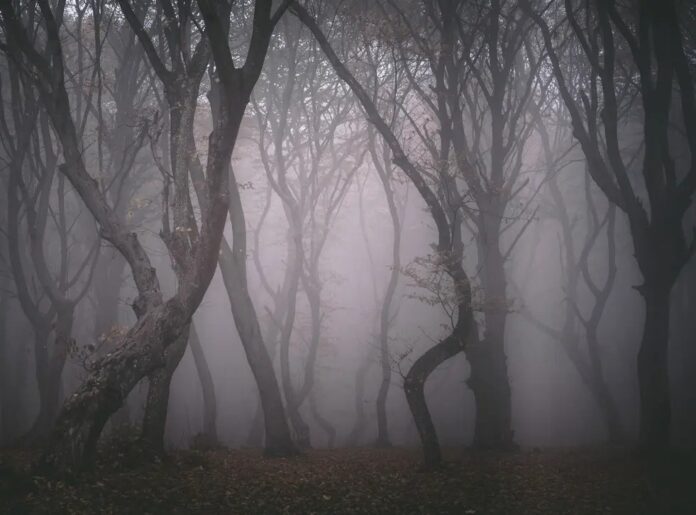 Most Scariest Forests On The Planet That Will Give You Goosebumps