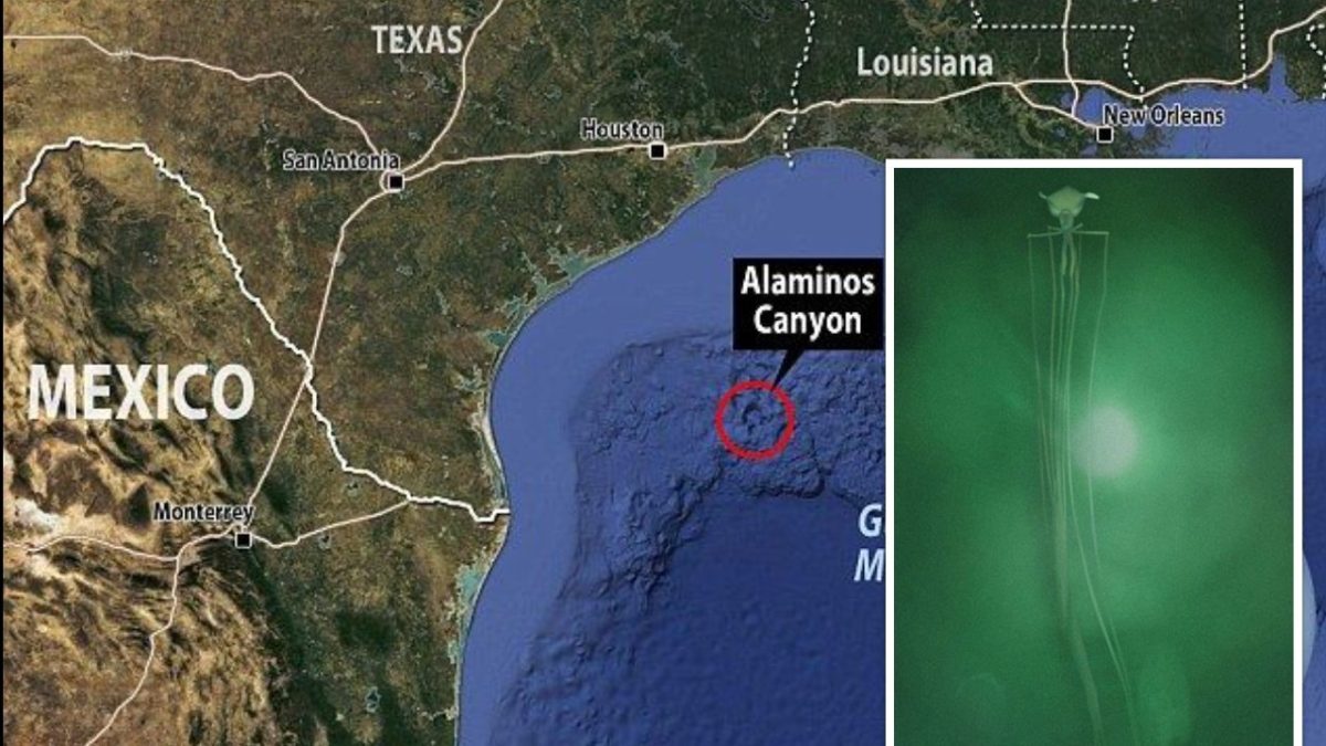 Alien Squid Surprise Scientists In The Gulf Of Mexico